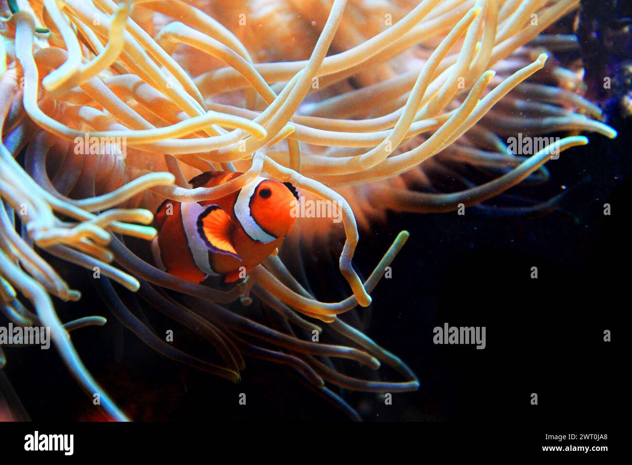 nemo fish from the red sea as most popular animal Stock Photo - Alamy