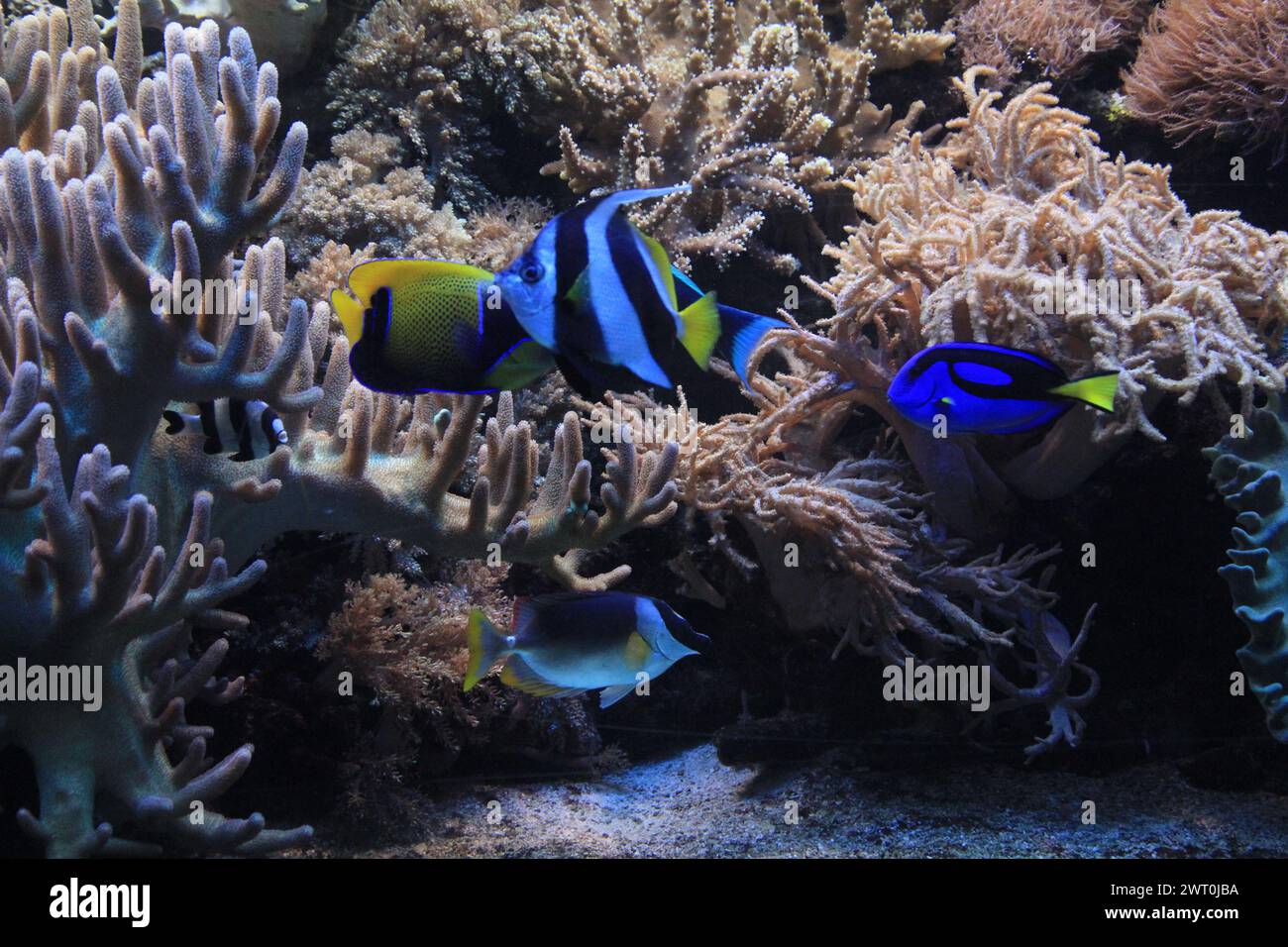 natural coral aquarium texture as nice background Stock Photo - Alamy