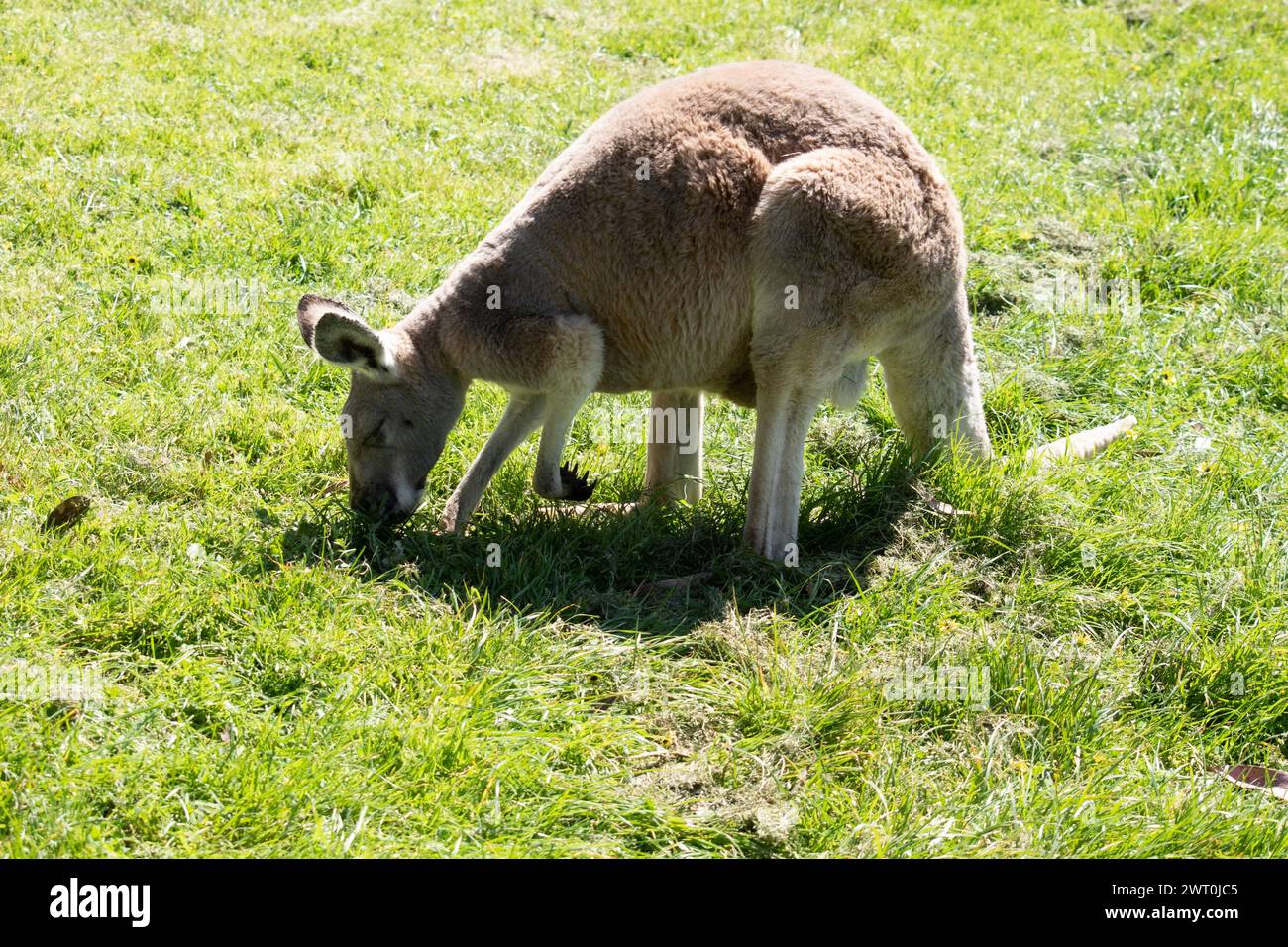 Females are smaller than males and are blue-grey with a brown tinge ...