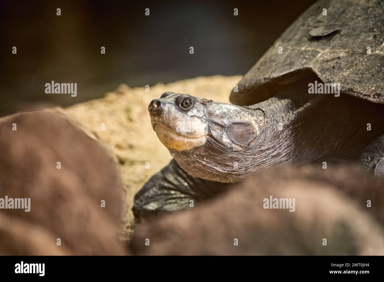 A Madagascar shield-footed tortoise (Erymnochelys madagascariensis ...
