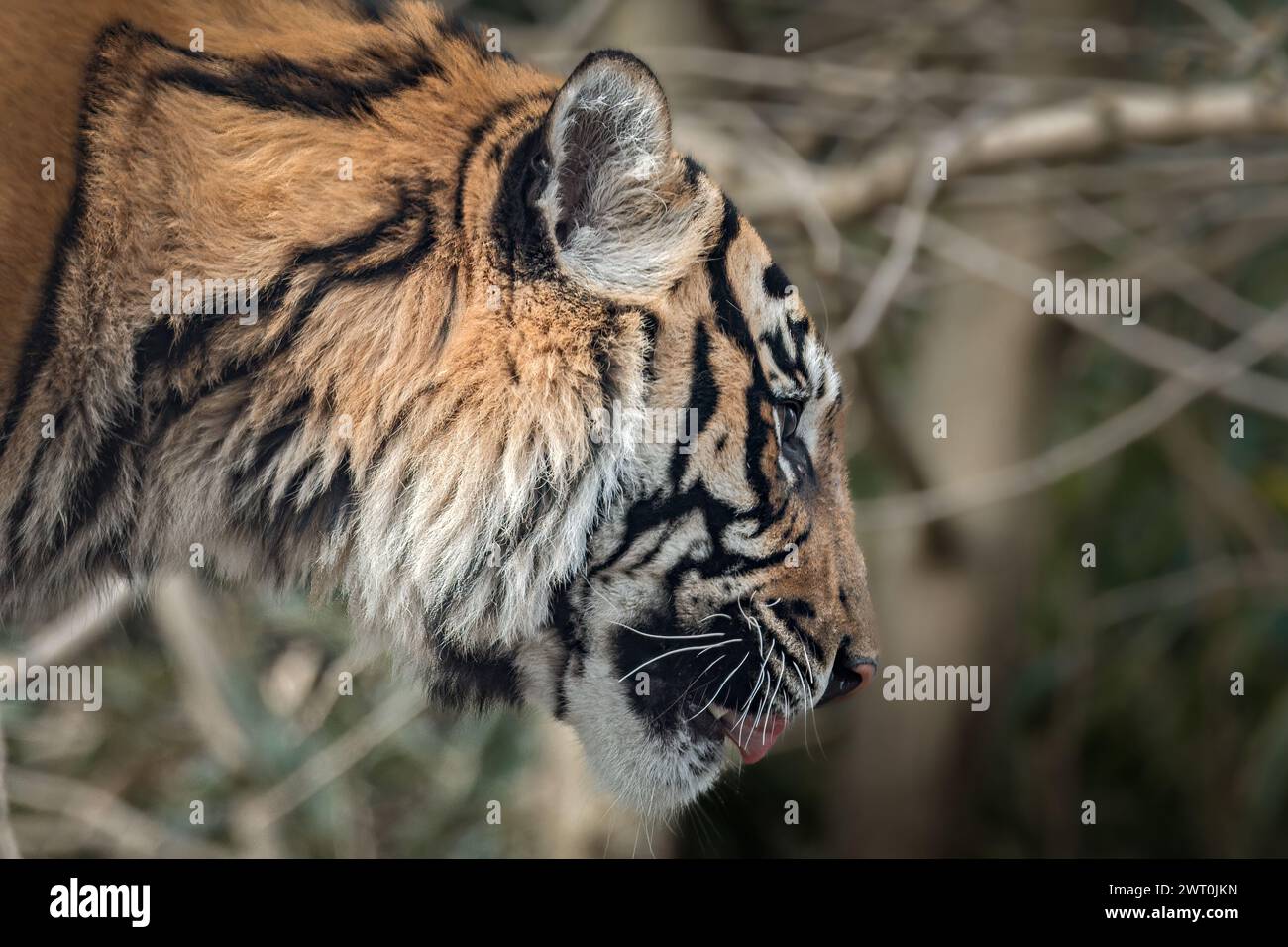 Tiger Roaring Side Profile