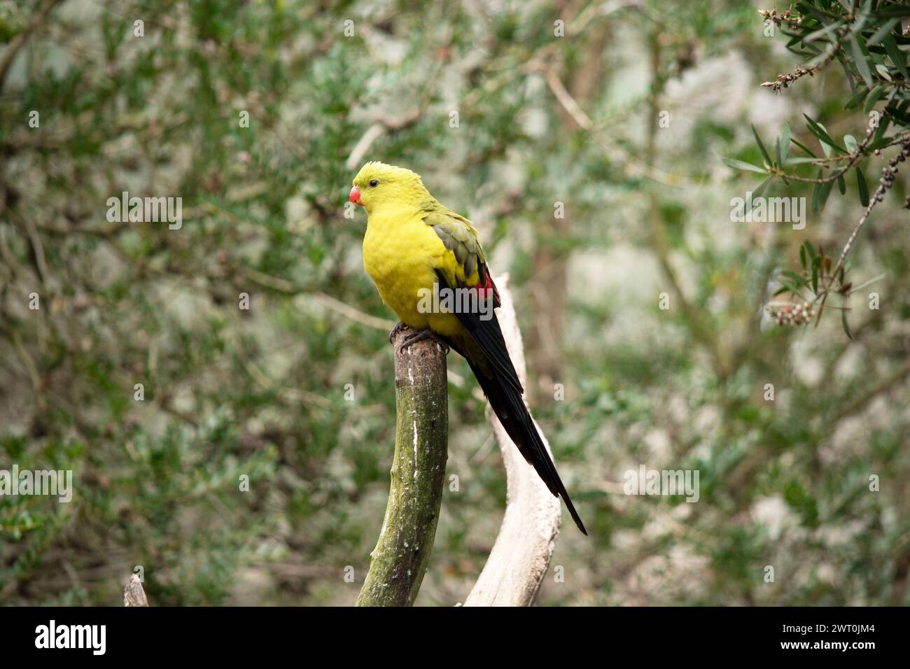 The female regent parrot is all light green. It has yellow shoulder ...