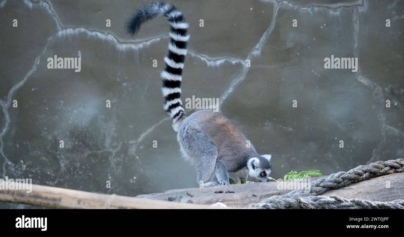 the ring tailed lemur is eating her vegetables Stock Photo - Alamy