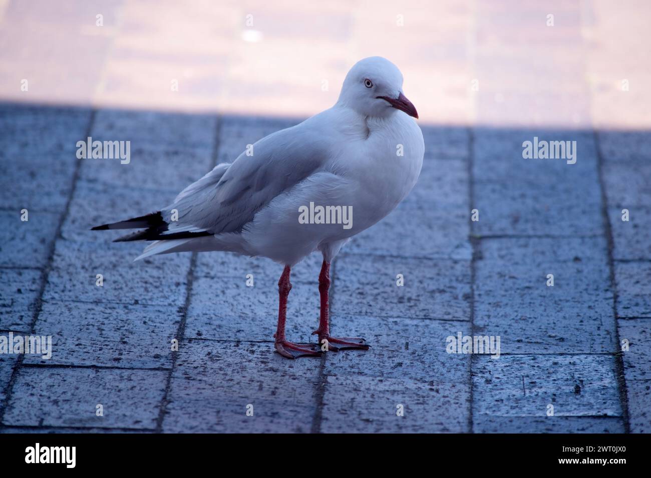 A seagull is a type of bird that lives near the coast and around bodies ...
