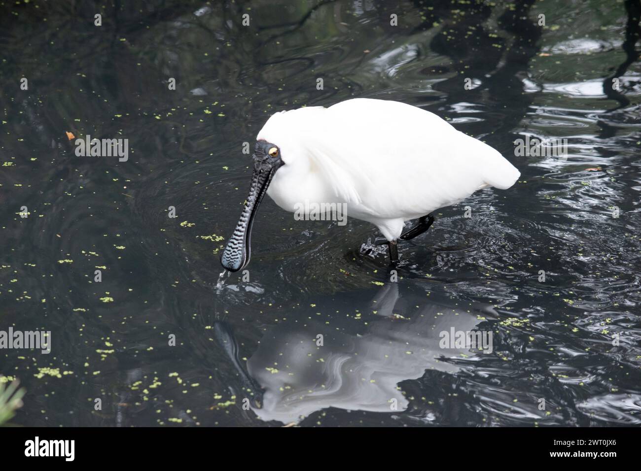 The royal spoonbill is a large white sea bird with a black bill that ...