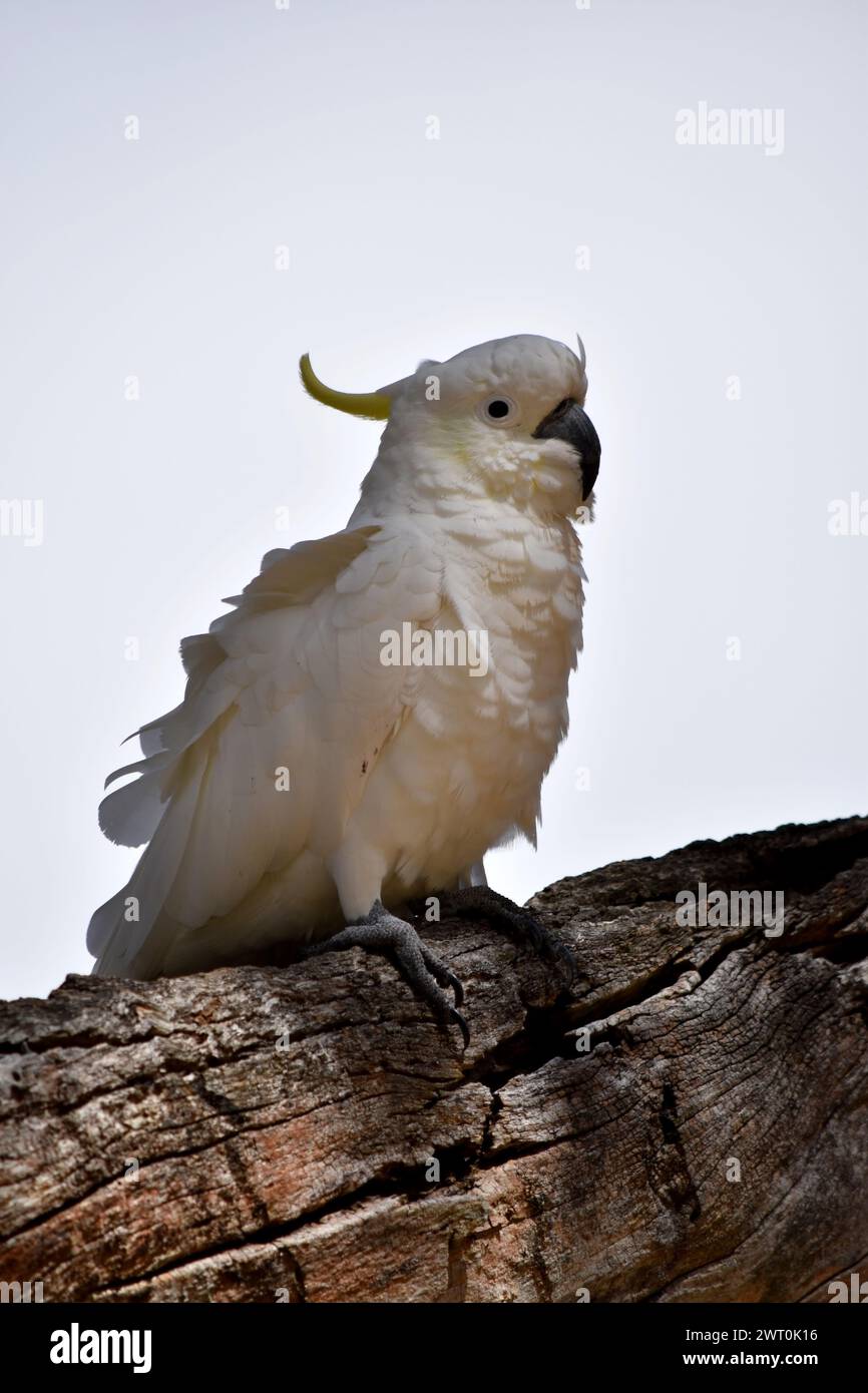 The sulphur crested cockatoo is a white bird with a yellow crest Stock ...