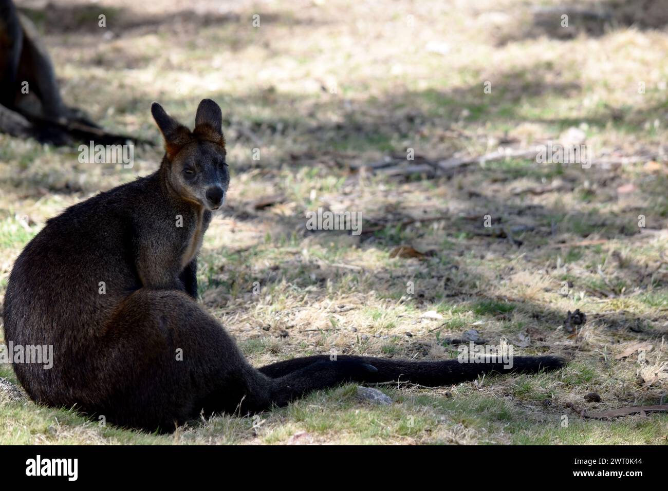 The swamp wallaby has dark brown fur, often with lighter rusty patches ...