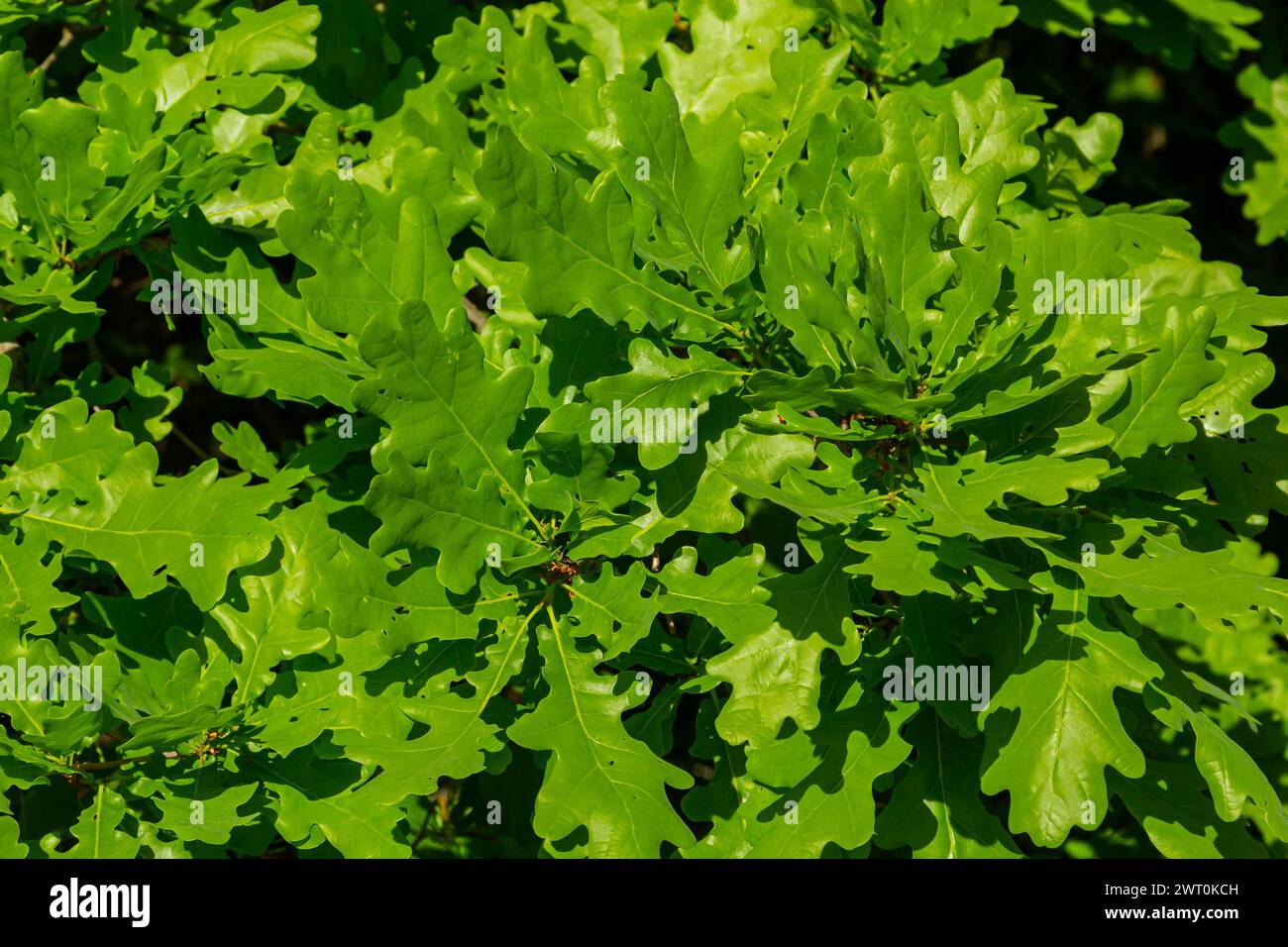 Spring oak leaves on a dark background. Tree branches with fresh green ...