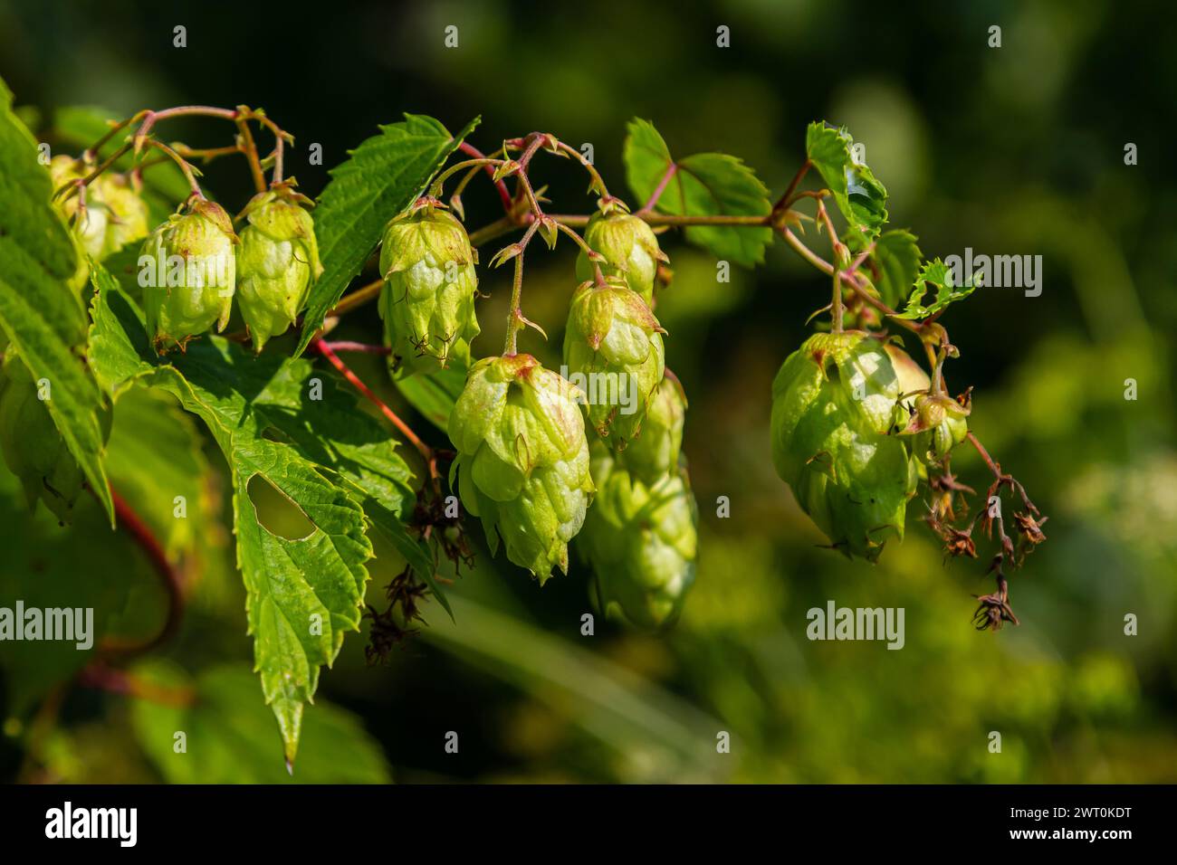 Hop cones grow on the stem of the plant Stock Photo - Alamy