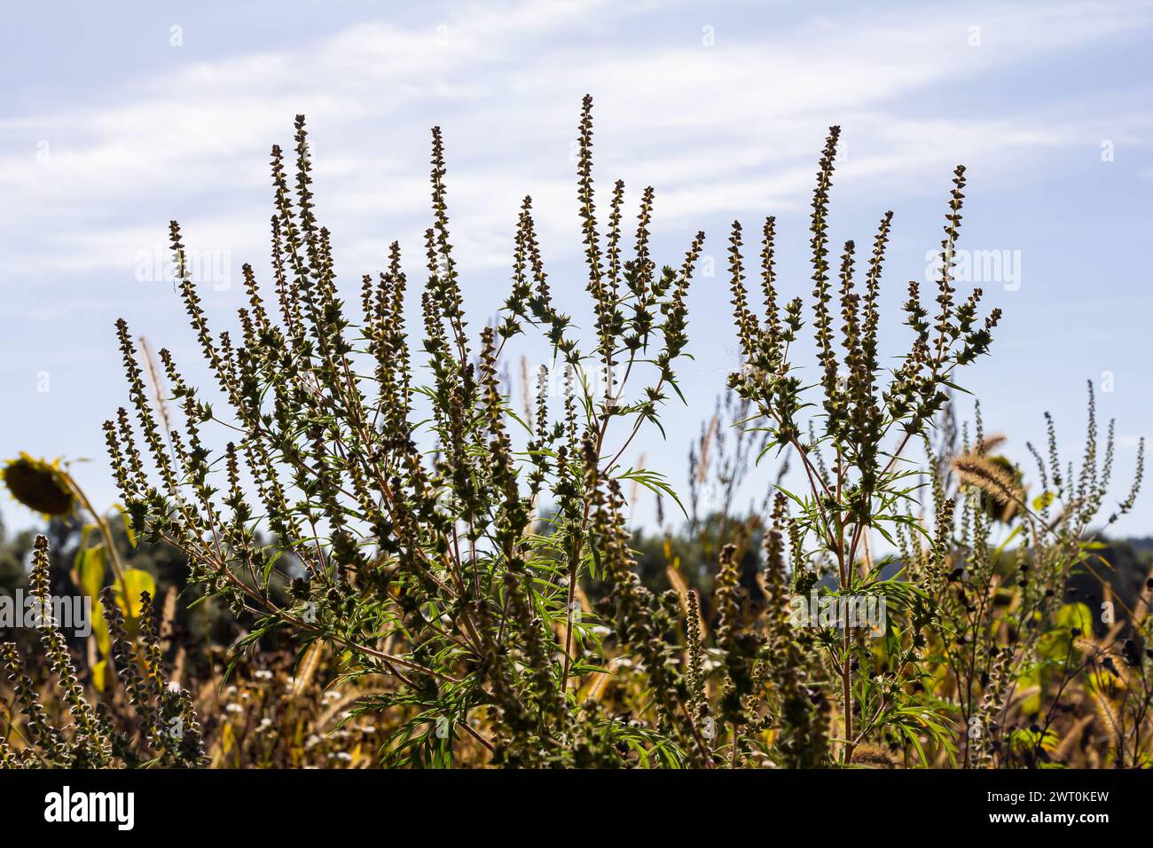 Ambrosia trifida, the giant ragweed, is a species of flowering plant in ...