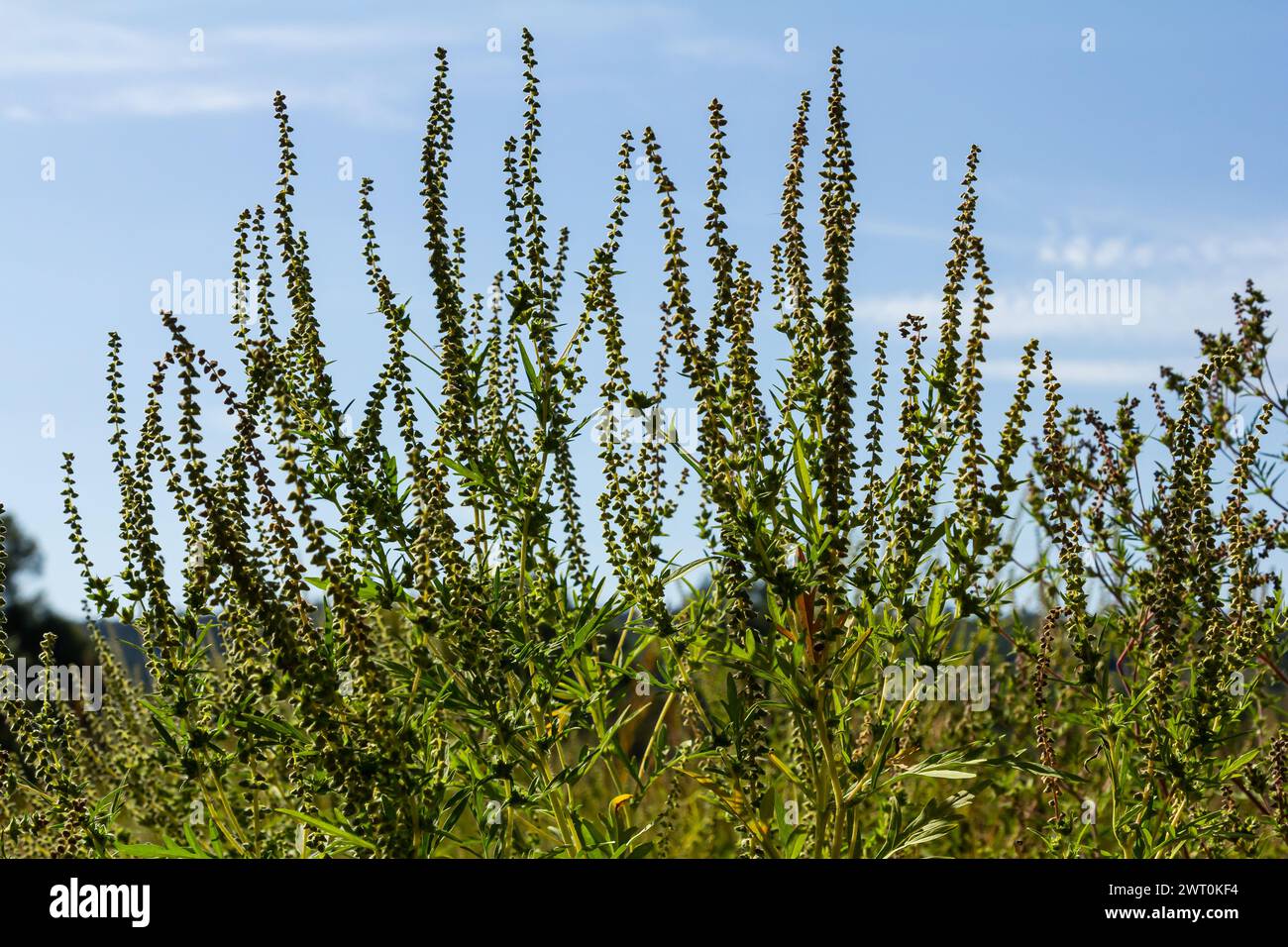 Ambrosia trifida, the giant ragweed, is a species of flowering plant in ...