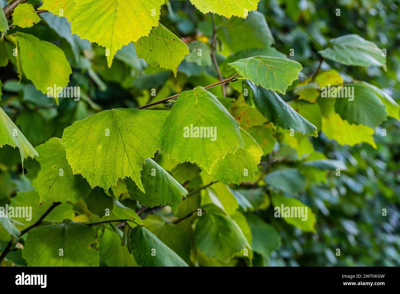 Fresh green Hazel leaves close up on branch of tree in spring with ...