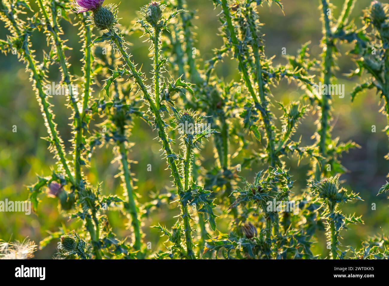 Cirsium vulgare, Spear thistle, Bull thistle, Common thistle, short ...