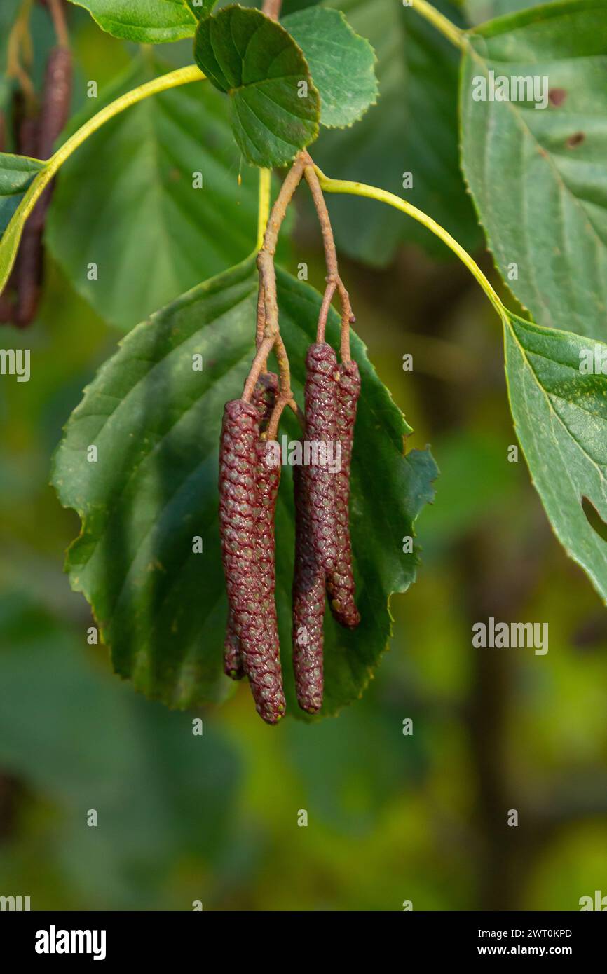 Black alder tree hi-res stock photography and images - Alamy