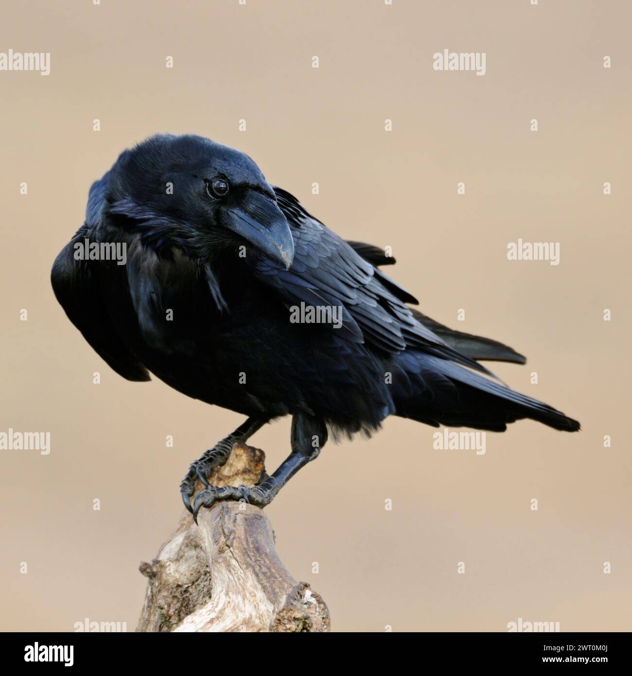 Common Raven ( Corvus corax ), close up, curious and intelligent bird ...