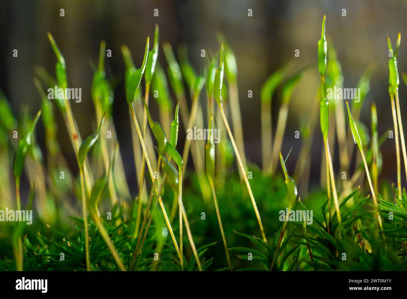 Precious drops of water from the morning dew covering an isolated plant ...