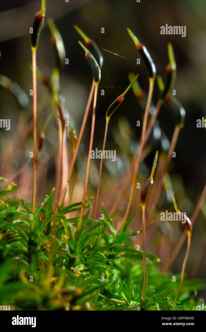 Precious drops of water from the morning dew covering an isolated plant ...