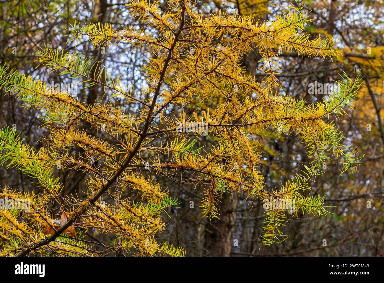 Needle leaf forest hi-res stock photography and images - Alamy