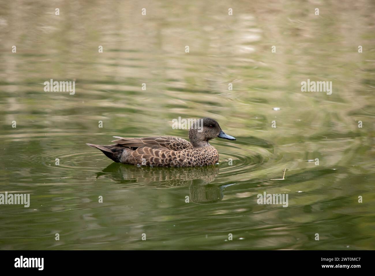 the female teal duck has dark brown feathers edged in tan with a black ...