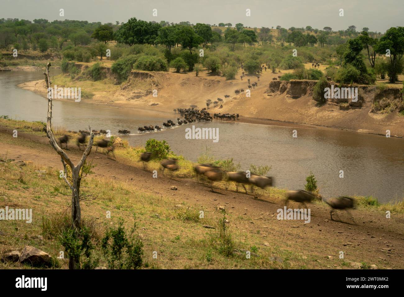 Slow pan of blue wildebeest Mara crossing Stock Photo - Alamy