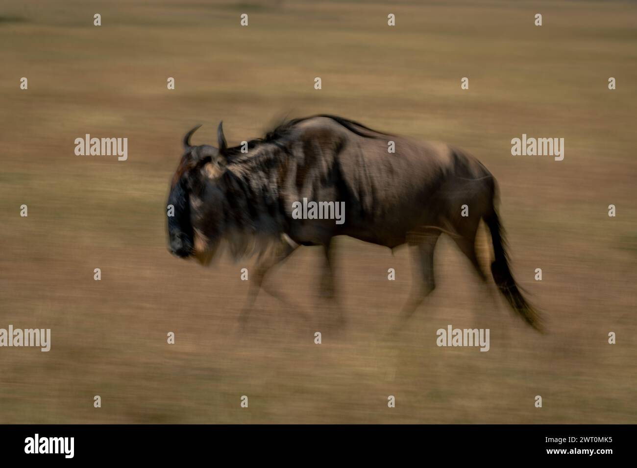 Wildebeest slow shutter speed hi-res stock photography and images - Alamy