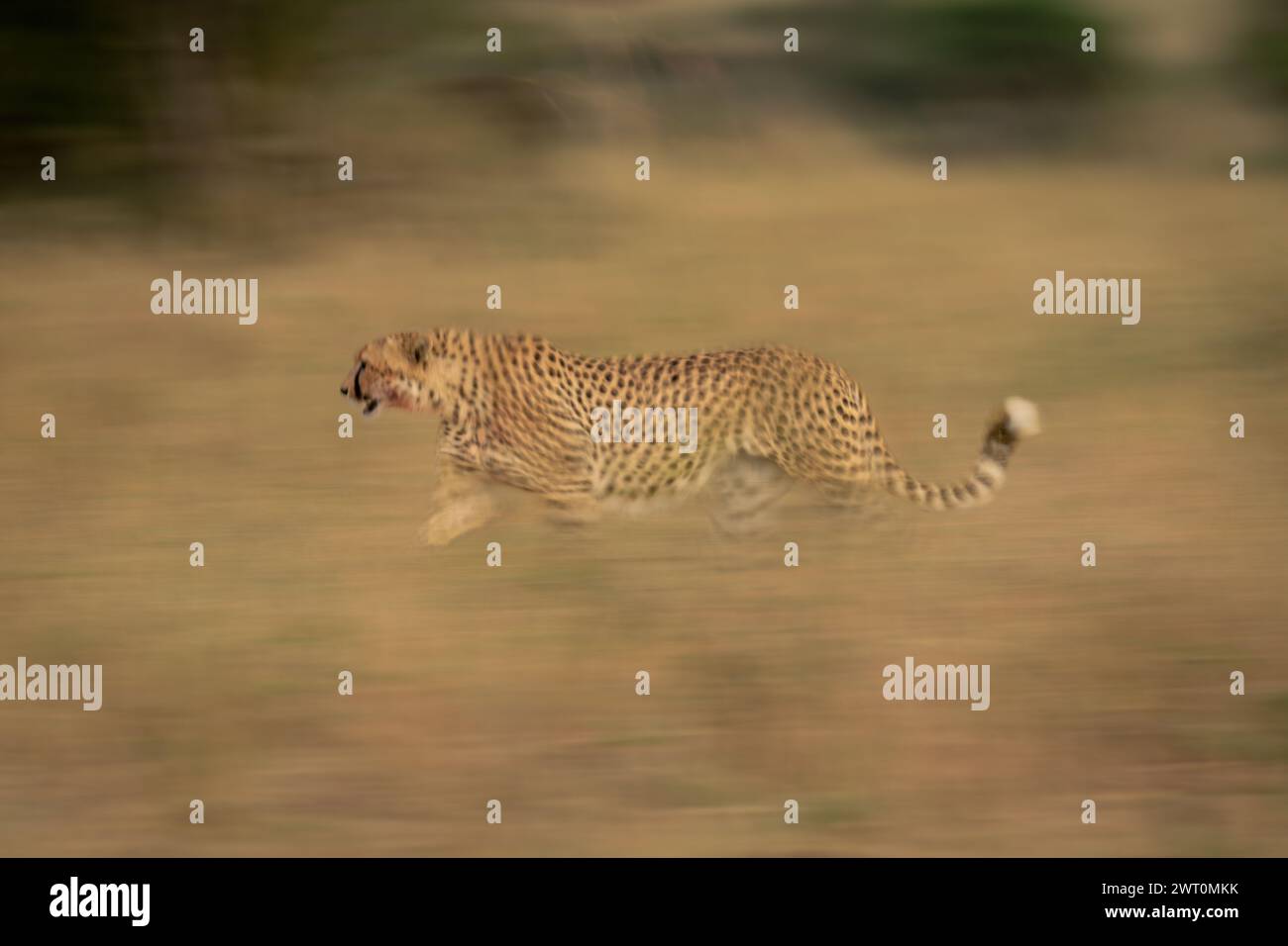 Slow pan of cheetah prowling across grassland Stock Photo - Alamy