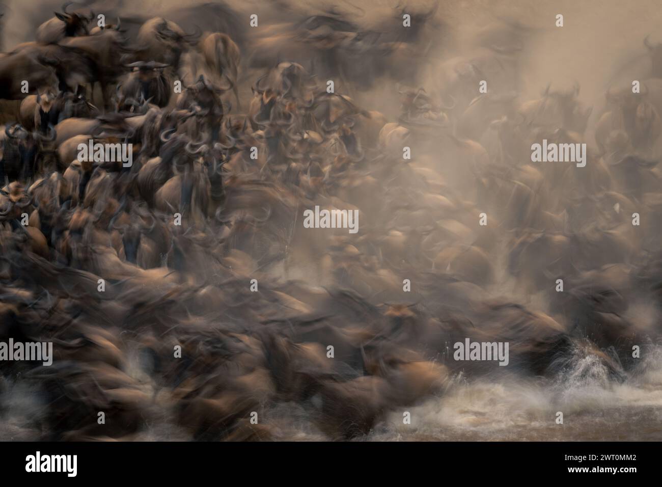 Wildebeest slow shutter speed hi-res stock photography and images - Alamy