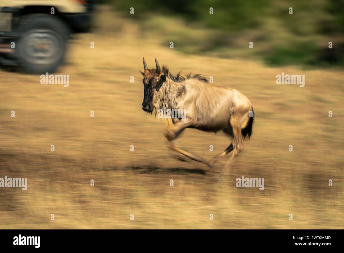 Blue wildebeest calf running hi-res stock photography and images - Alamy