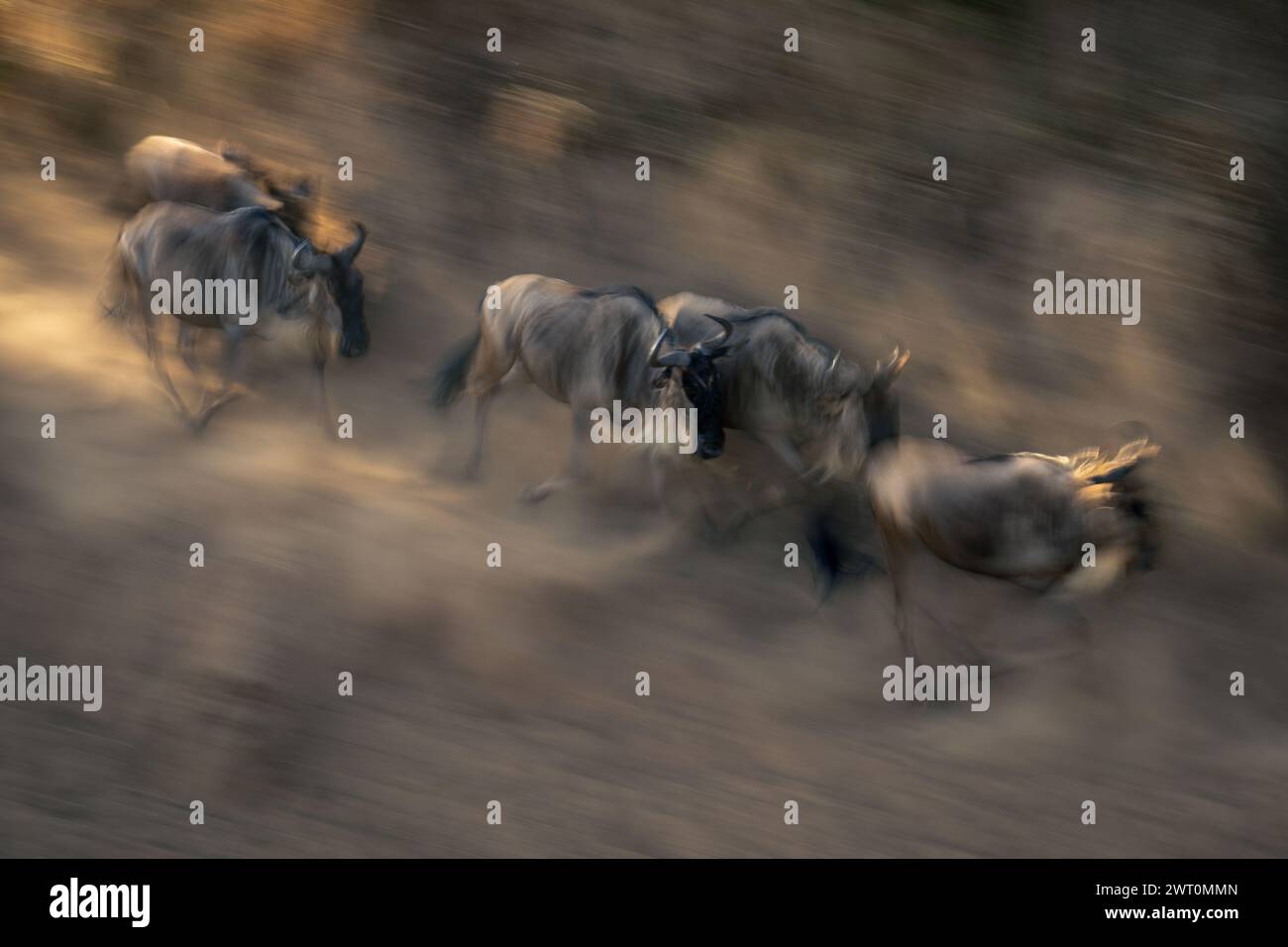 Slow pan of five wildebeest galloping together Stock Photo - Alamy
