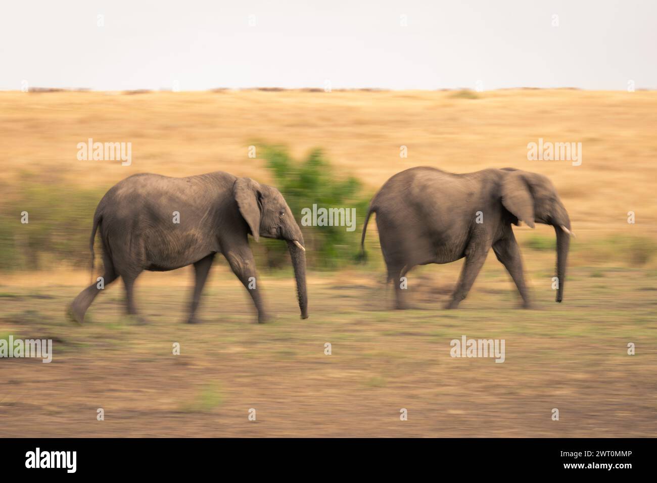 Slow pan african elephant hi-res stock photography and images - Alamy