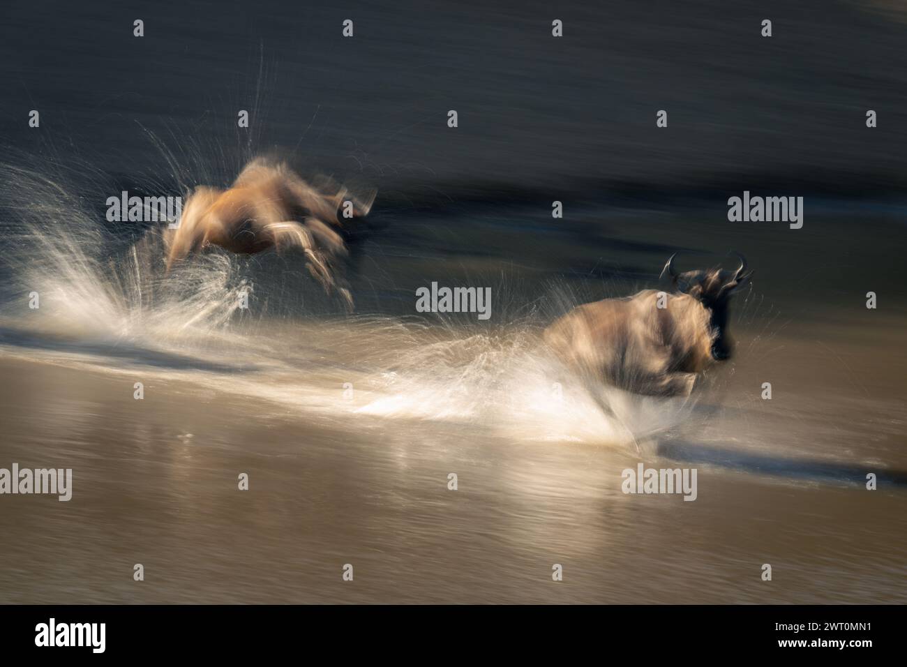 Slow pan of two wildebeest crossing stream Stock Photo - Alamy
