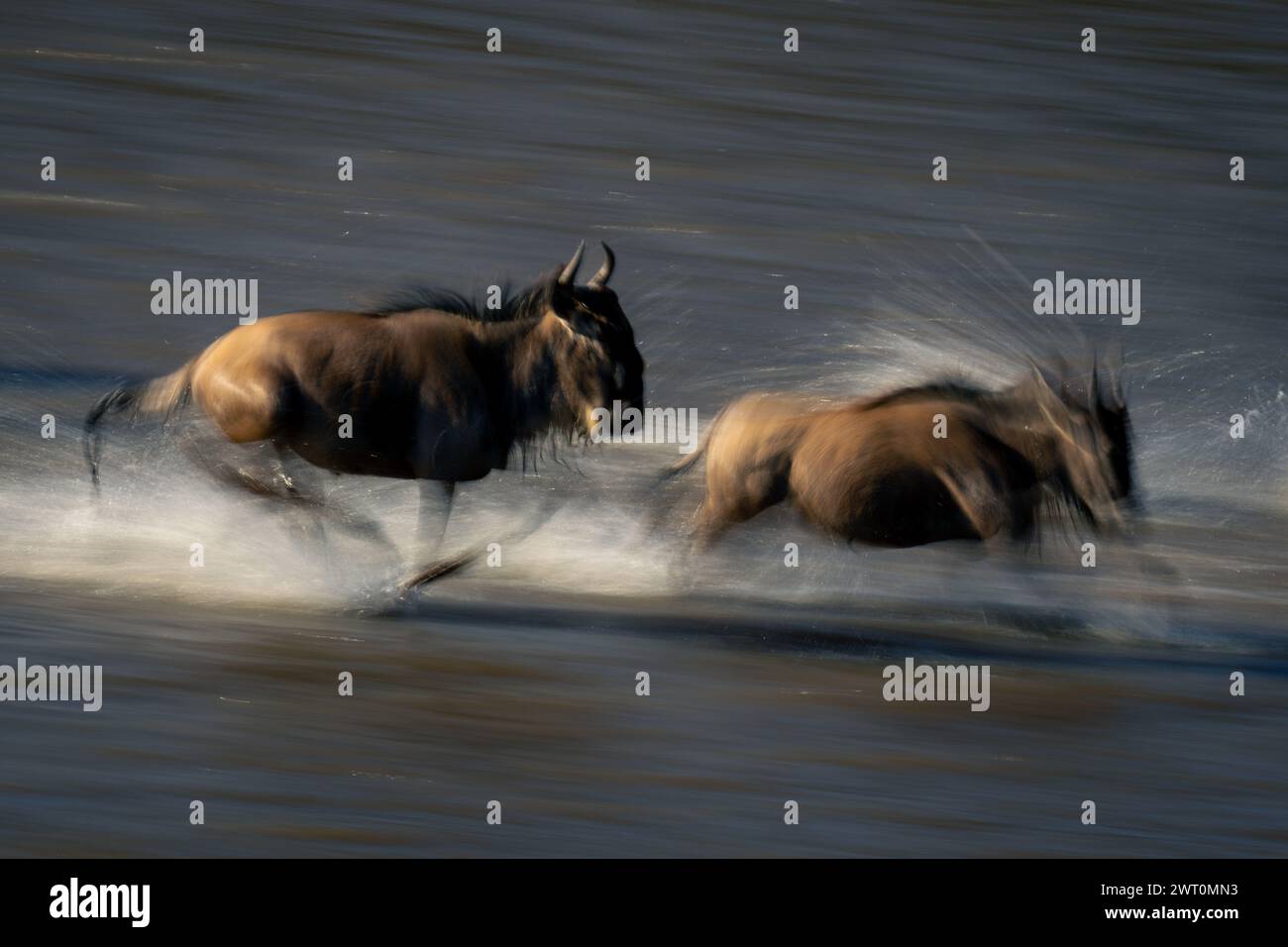 Wildebeest slow shutter speed hi-res stock photography and images - Alamy