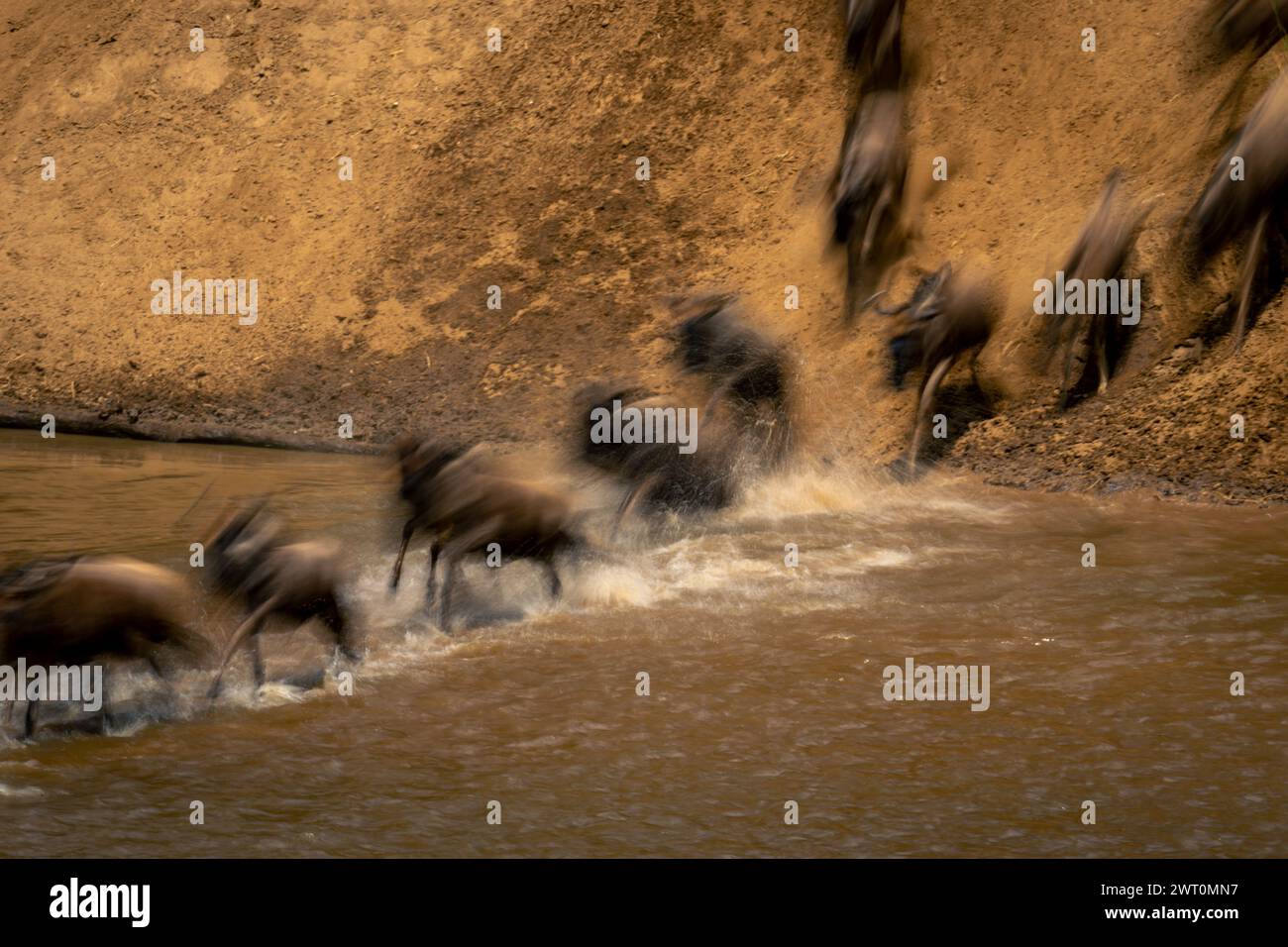 Wildebeest slow shutter speed hi-res stock photography and images - Alamy