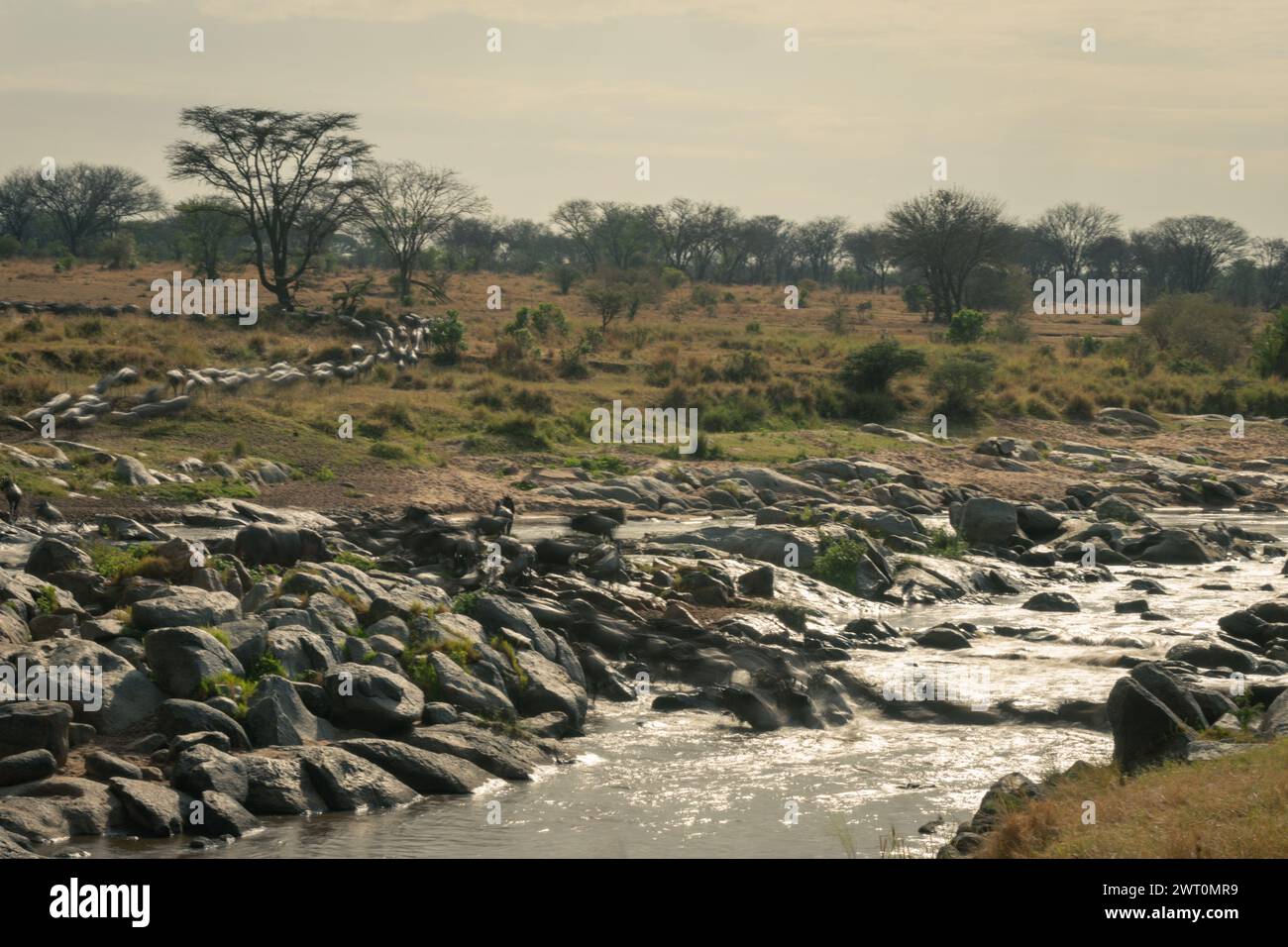Slow pan of wildebeest crossing rocky shallows Stock Photo - Alamy