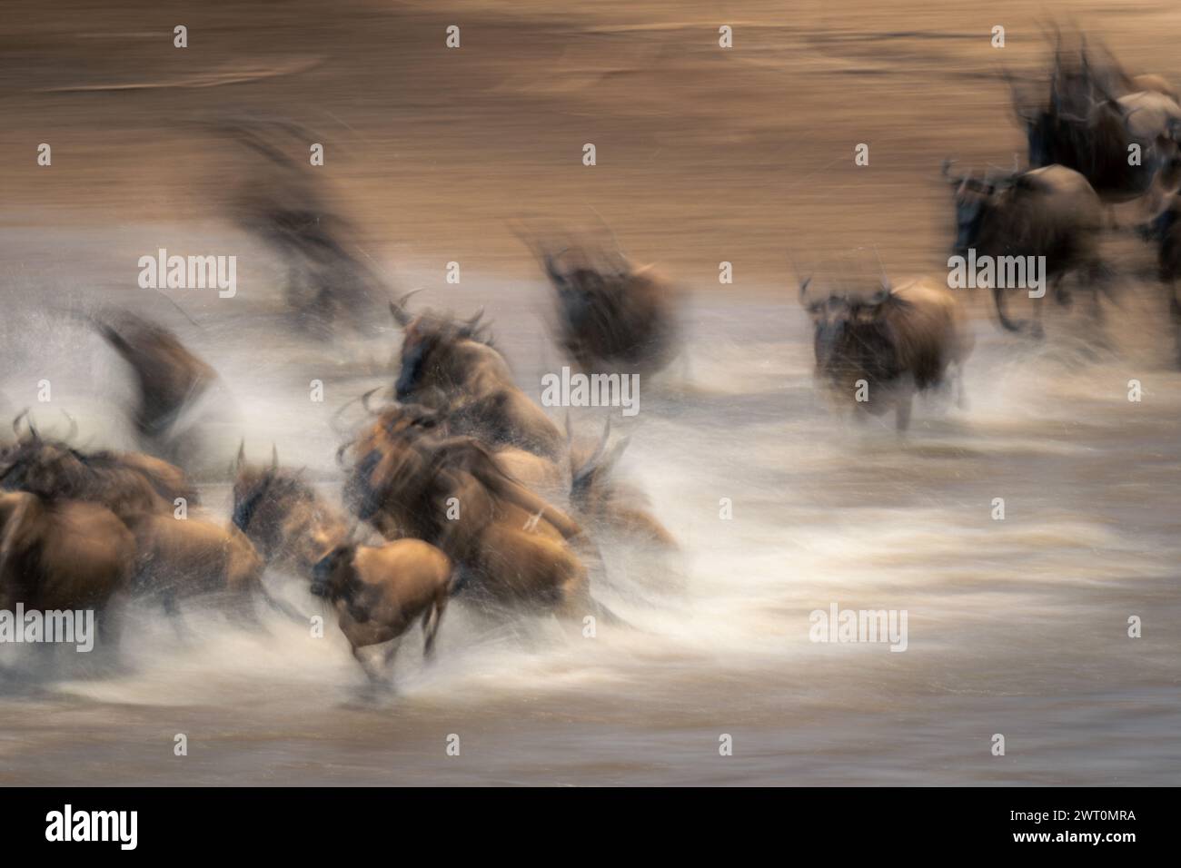 Slow pan of wildebeest galloping across water Stock Photo - Alamy