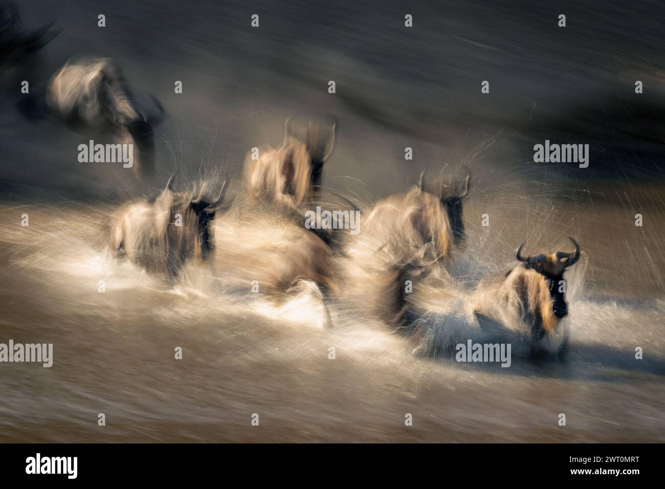 Wildebeest slow shutter speed hi-res stock photography and images - Alamy