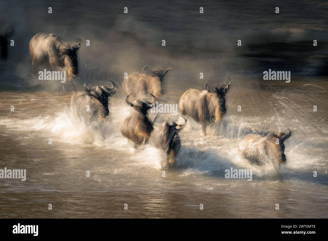 Slow pan of wildebeest galloping through water Stock Photo - Alamy