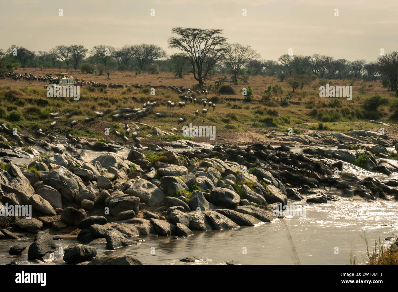 Slow pan of wildebeest traversing rocky shallows Stock Photo - Alamy