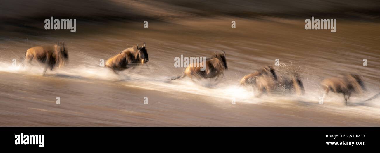 Wildebeest slow shutter speed hi-res stock photography and images - Alamy