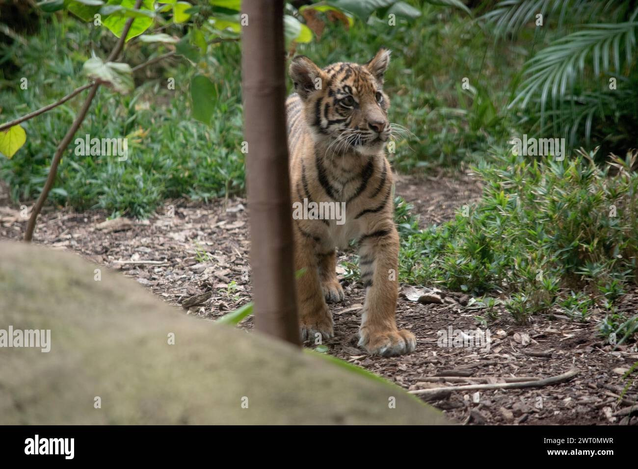 At four months of age tiger cubs are about the size of a medium-sized ...