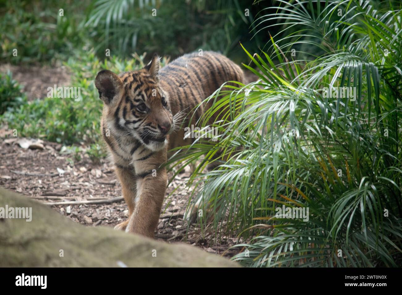 At four months of age tiger cubs are about the size of a medium-sized ...