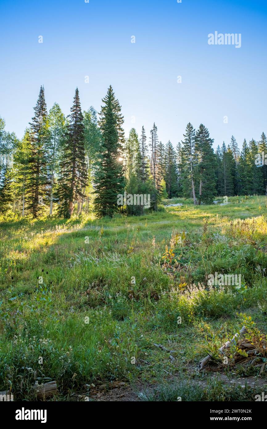 Serene walk through vibrant pine hi-res stock photography and images - Alamy