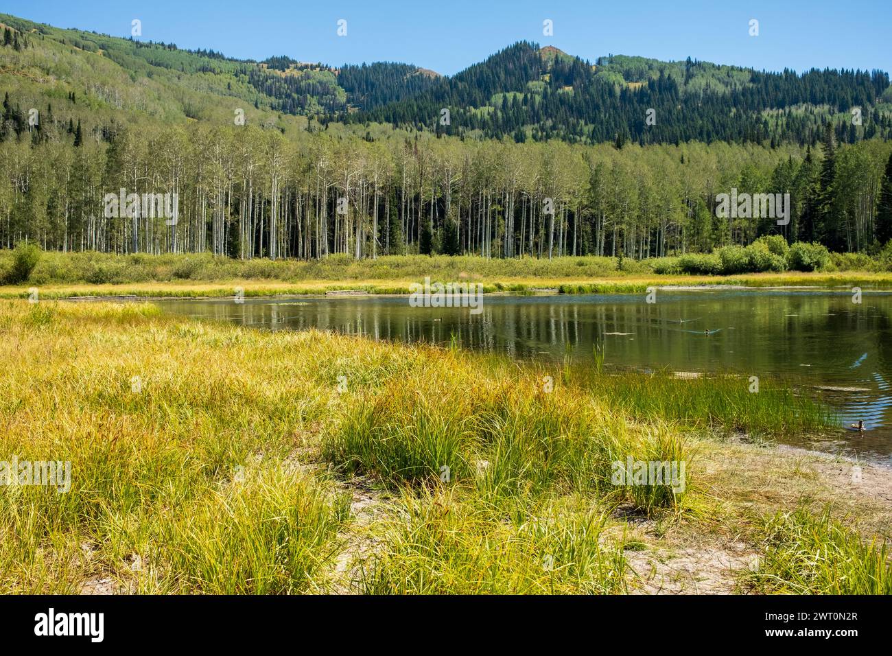 Aspen lush greenery hi-res stock photography and images - Alamy