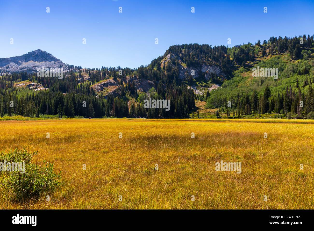 Golden Grass Field with Lush Green Forests Backdrop Under Blue Sky ...