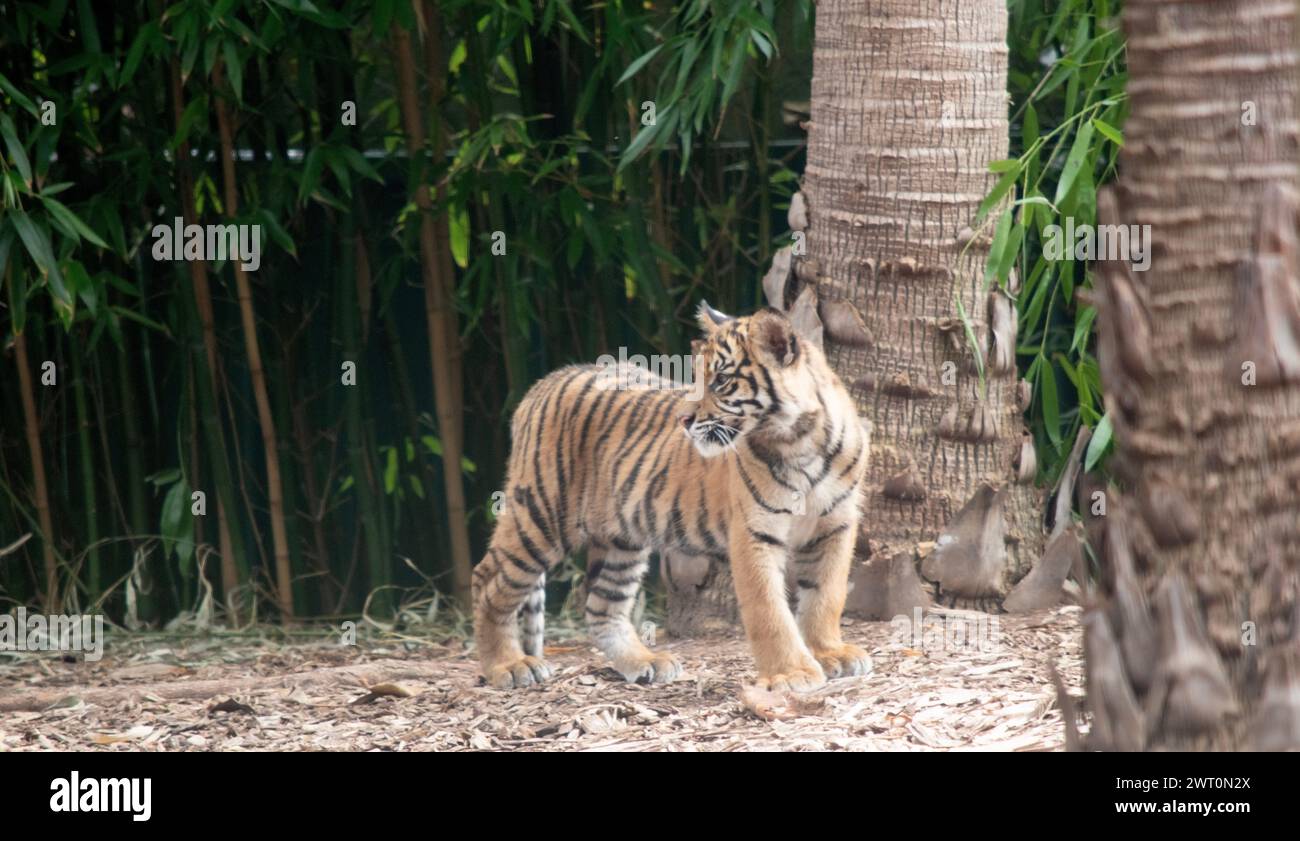 At four months of age tiger cubs are about the size of a medium-sized ...