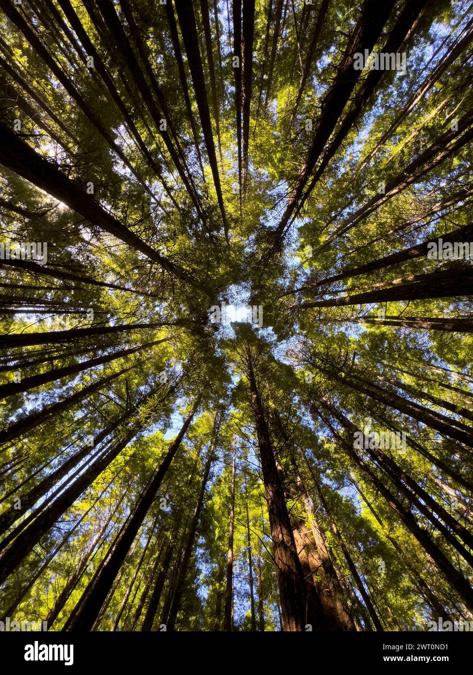 Upward Point of View to a Heart-Shaped Canopy Stock Photo - Alamy