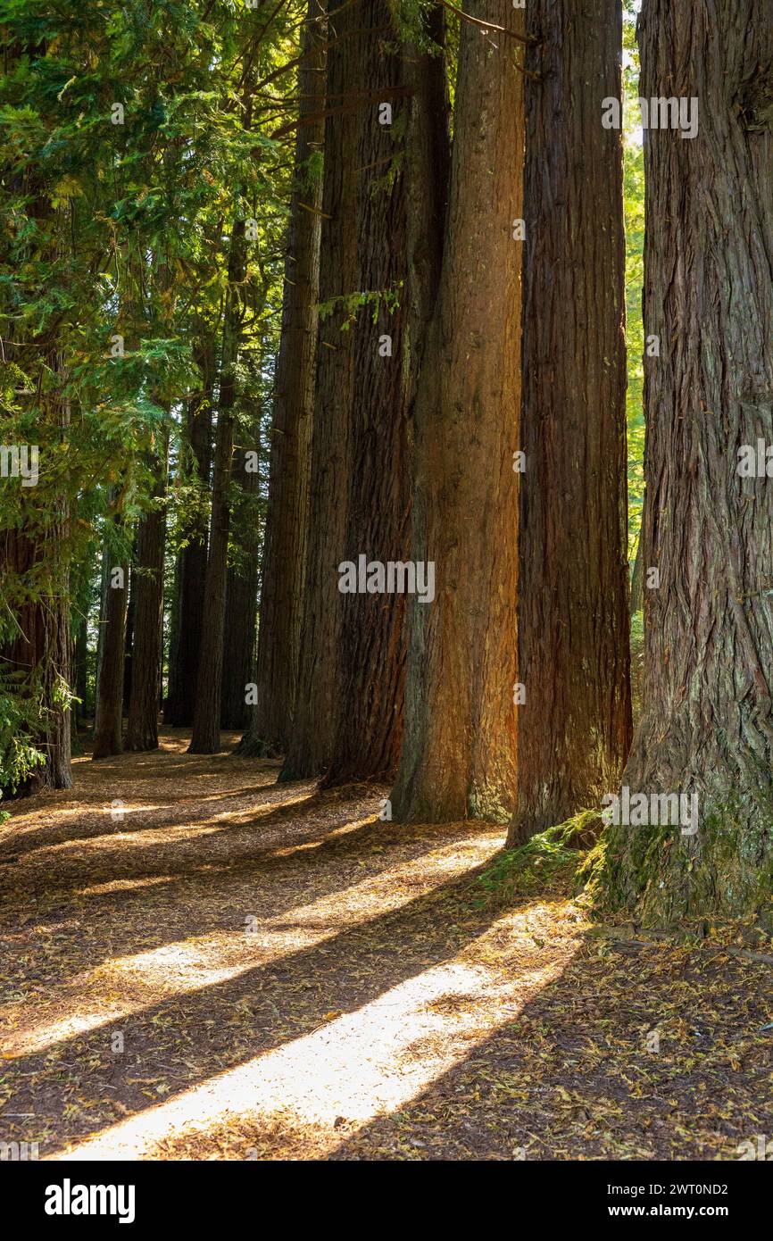 Landscape view sunlight dancing hi-res stock photography and images - Alamy