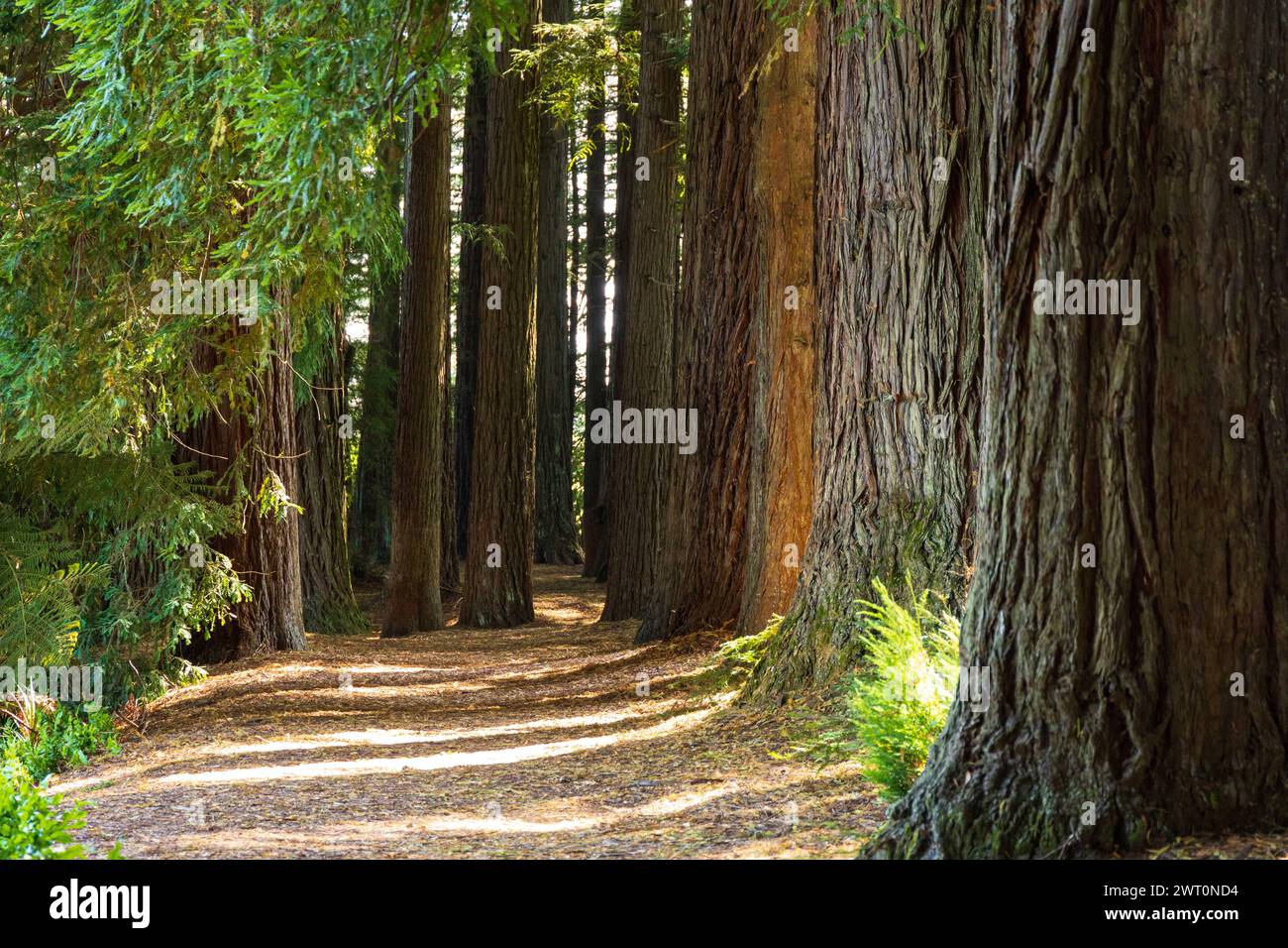 Giant redwoods forest new zealand hi-res stock photography and images ...