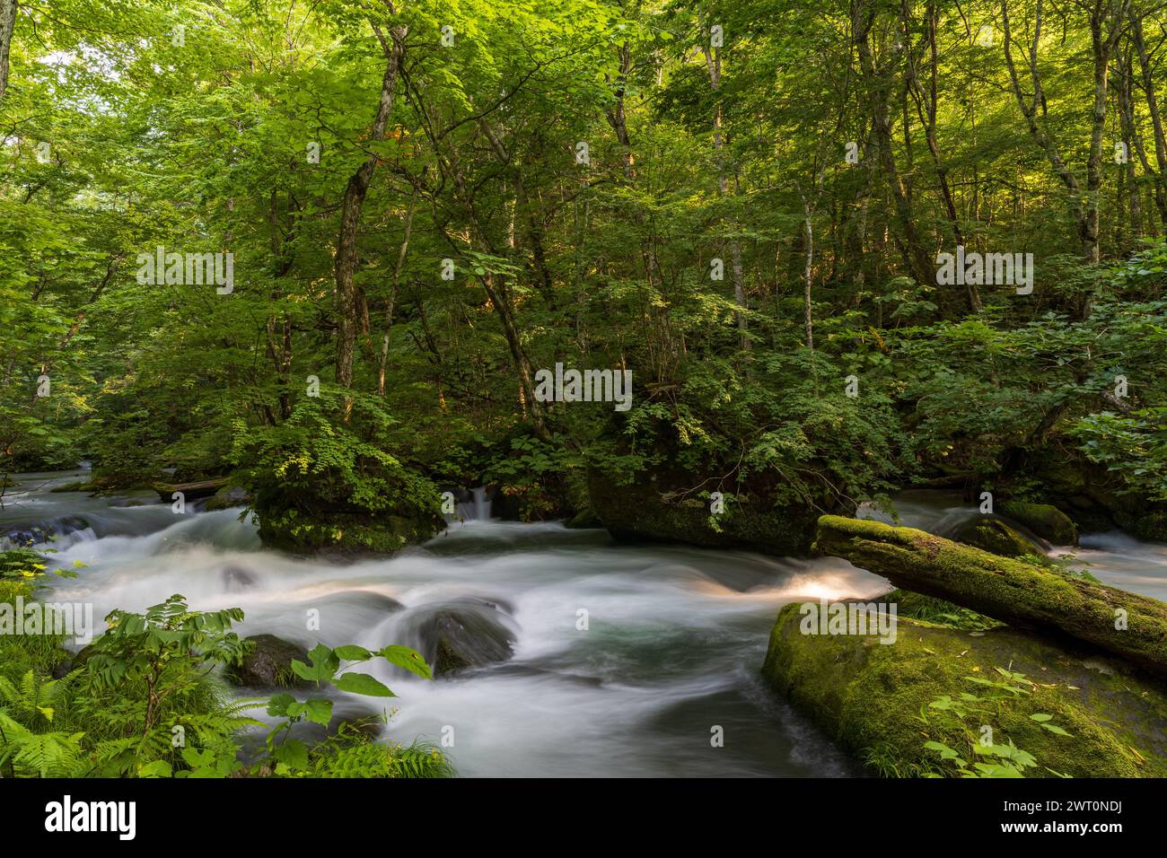 Moss covered understory trees hi-res stock photography and images - Alamy