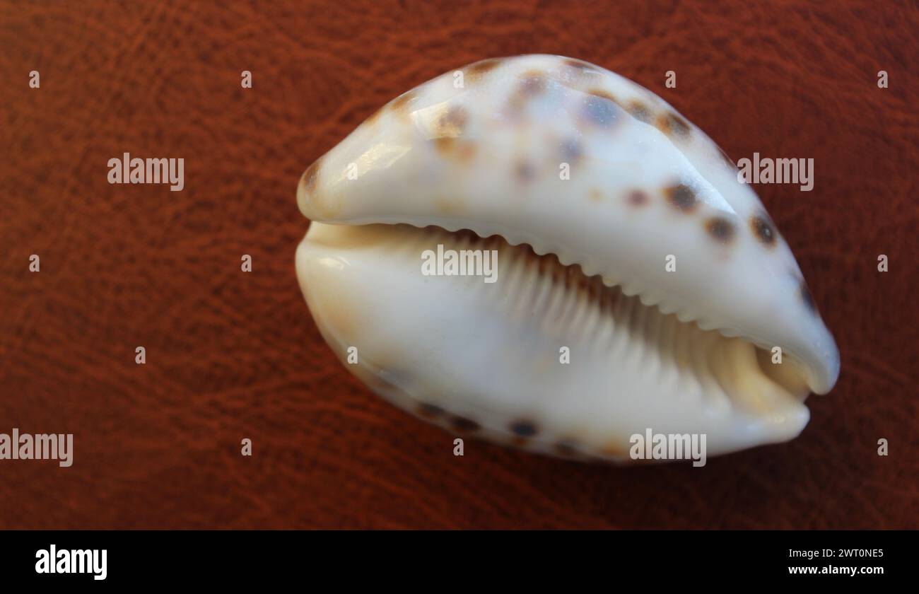 Natural Glance Spotted Cowrie Shell On Leather Surface Stock Photo - Alamy